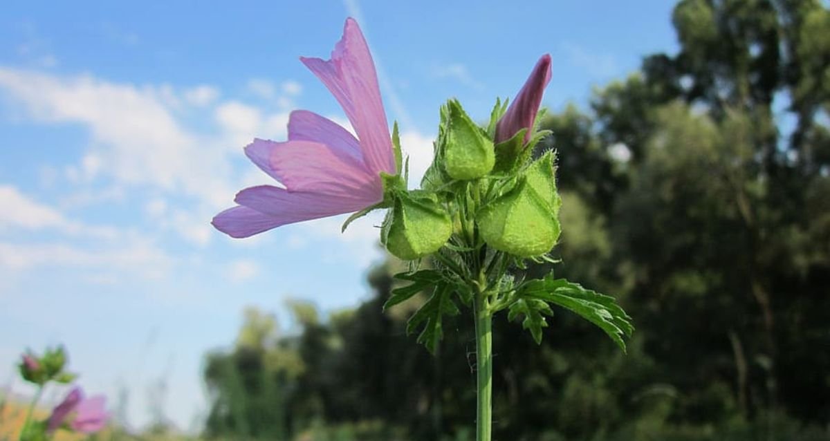 All About Musk Mallow or Ambrette | All Herbs Ayurvedic Jadibooti ...