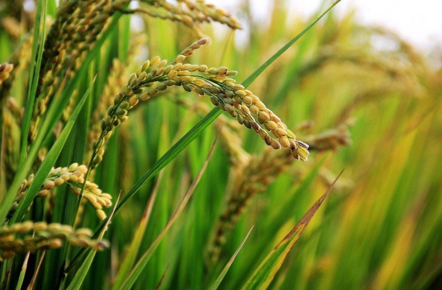 Everything About Rice (Oryza sativa): 30+ Facts, Origin, Cultivation ...