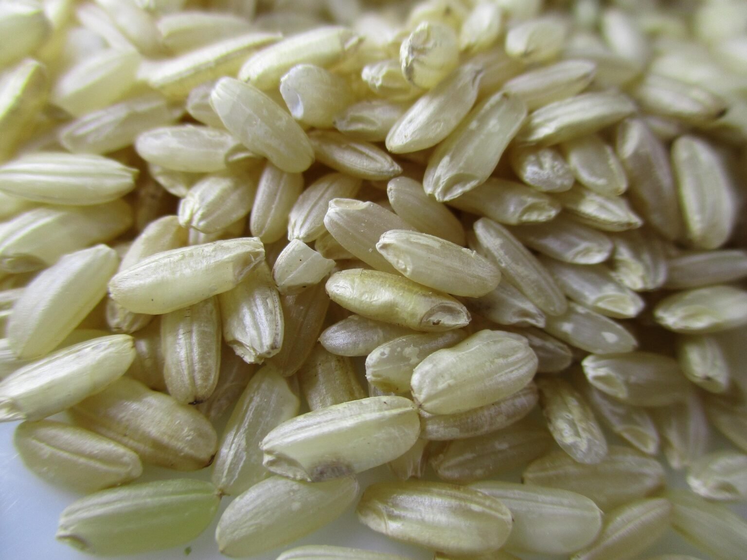 Everything About Rice (Oryza sativa): 30+ Facts, Origin, Cultivation ...