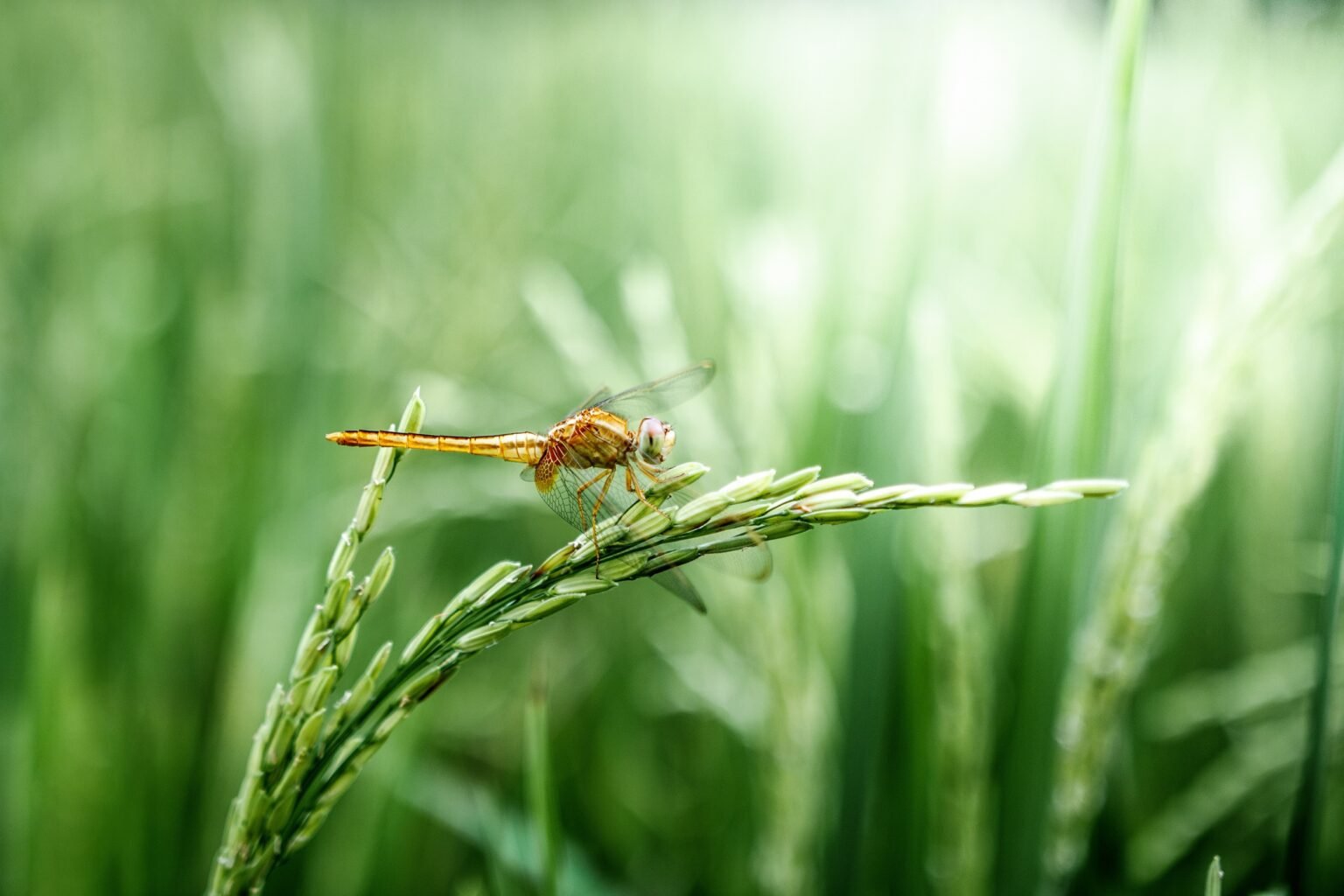 Everything About Rice (Oryza sativa): 30+ Facts, Origin, Cultivation ...